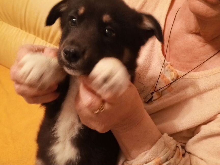 Подкинули двух щенков