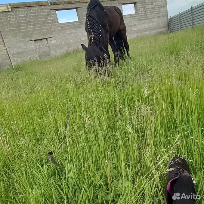 Продам жеребца
