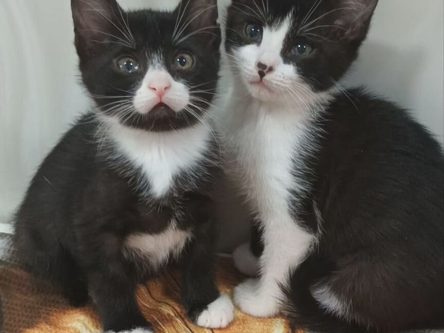 Котята- девочки 1.5 мес