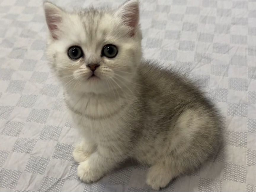 Шотландские вислоухие и прямоухие котята