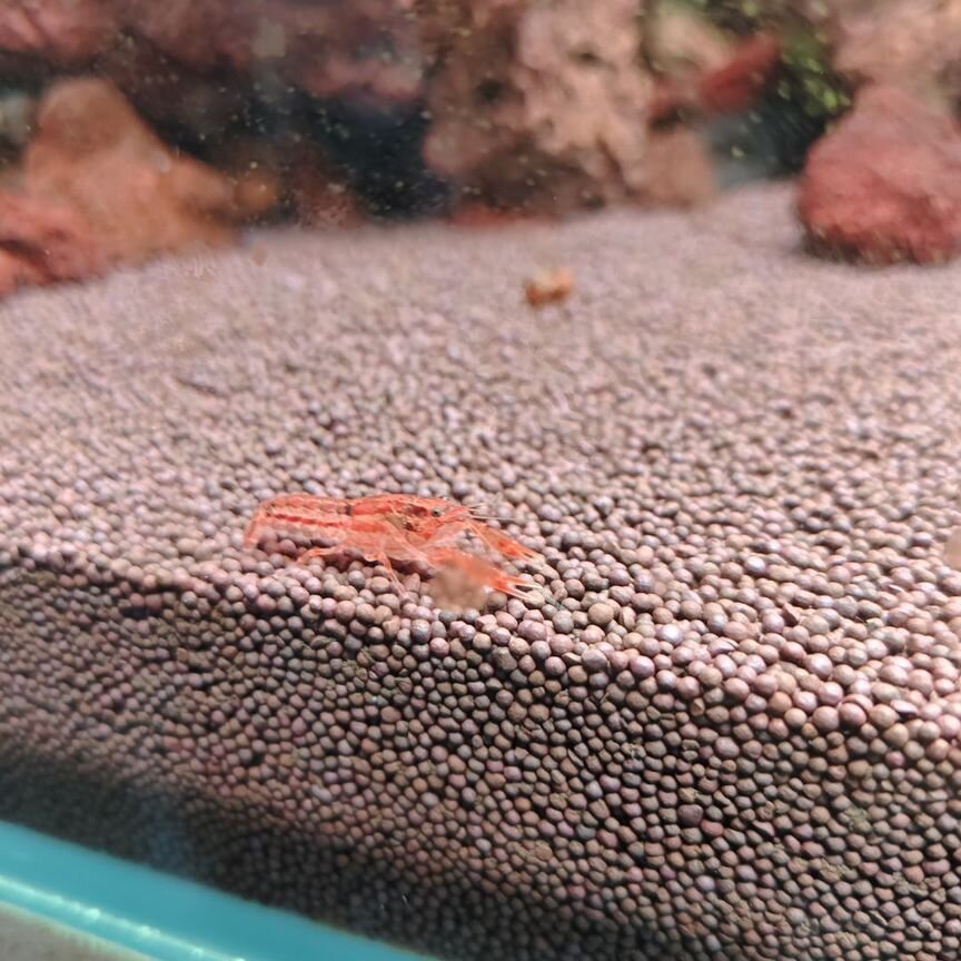 Мексиканский оранжевый рак