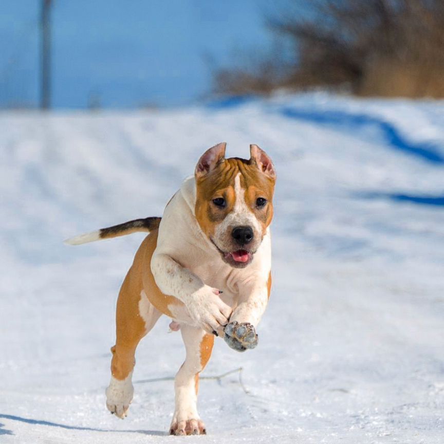 Булли classic кобель