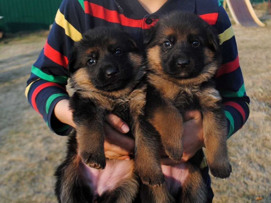 Щенки Овчарята