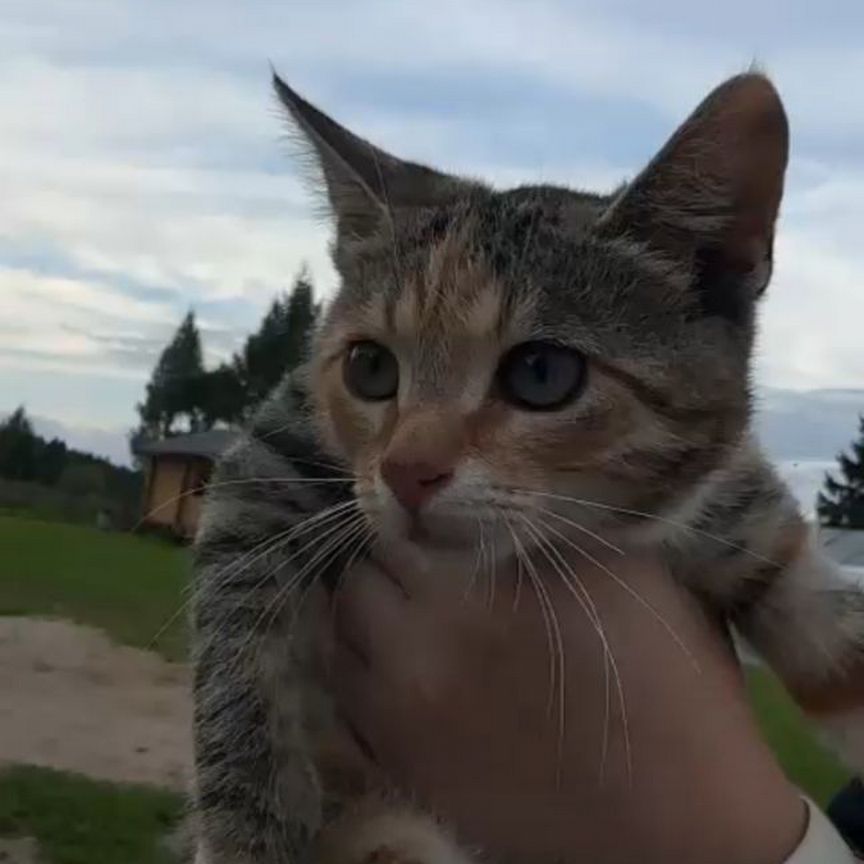 Котенок-девочка в добрые руки