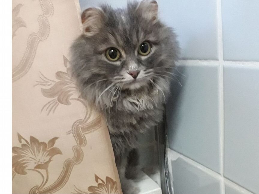 Кошка мышка, в поисках дома