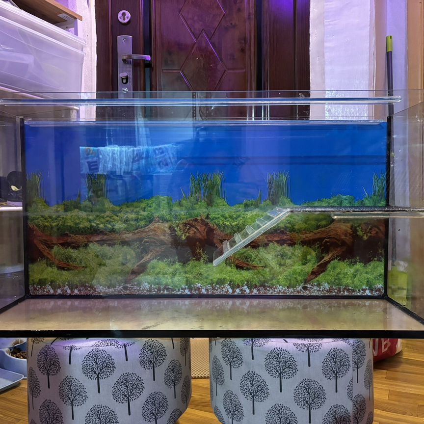 Аквариум (акватеррариум для земноводных)