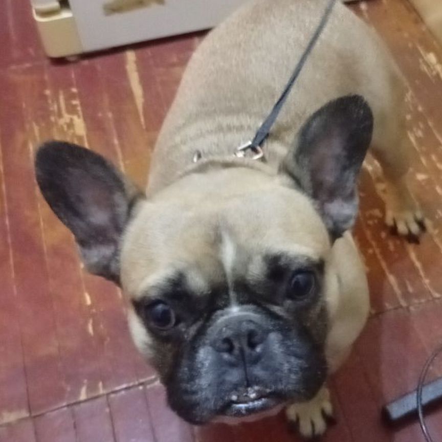 Французский бульдог, взрослый пёс