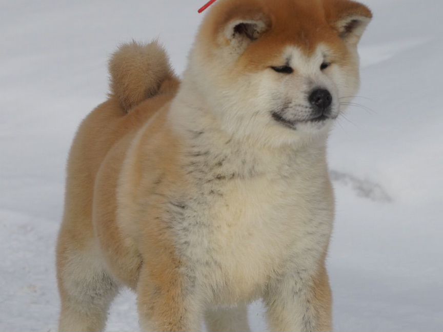 Акита ину малышка