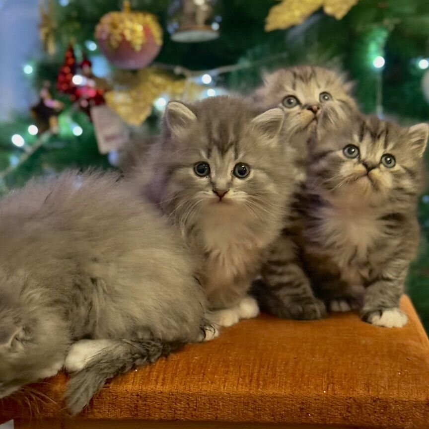 Шоколадные котята