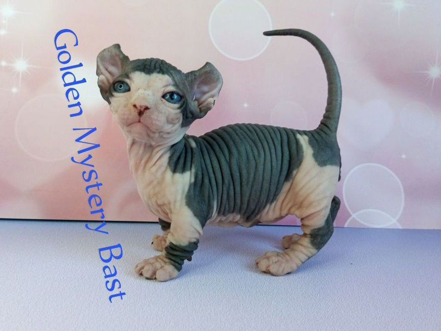 Сфинкс Двэльф, Двельф