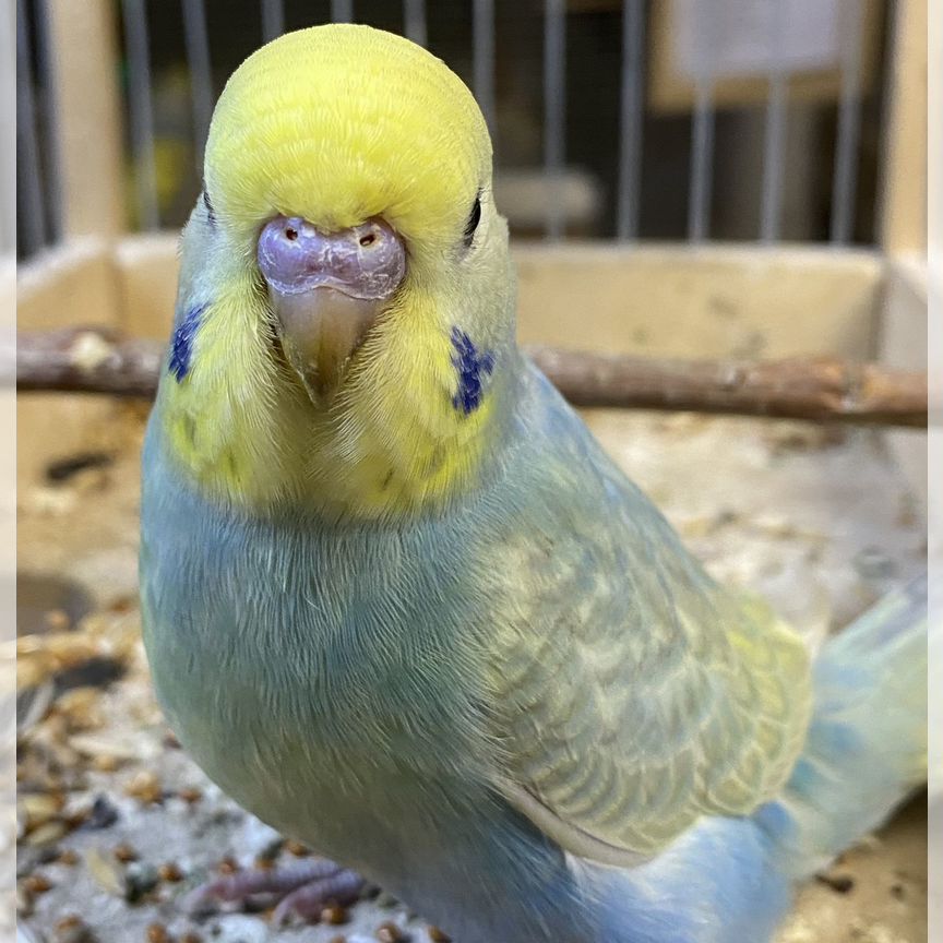 Волнистый попугай