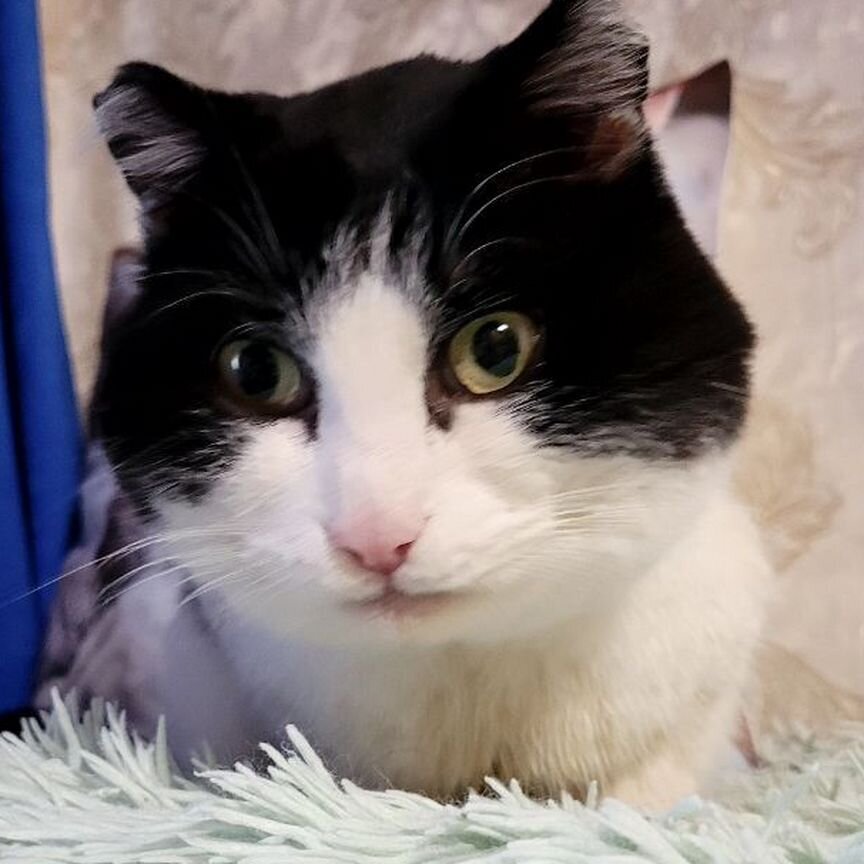 Взрослый кот в добрые руки