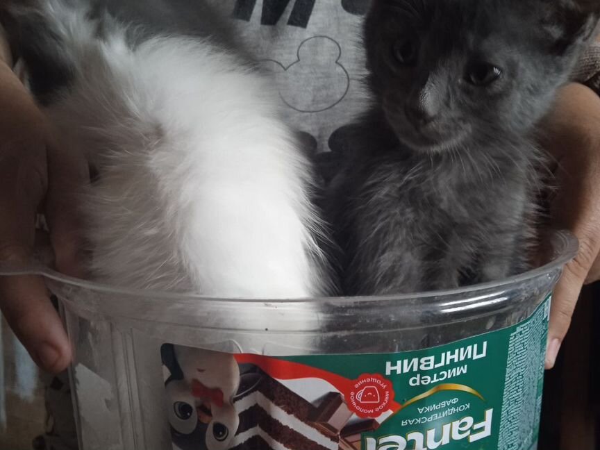 Русская голубая