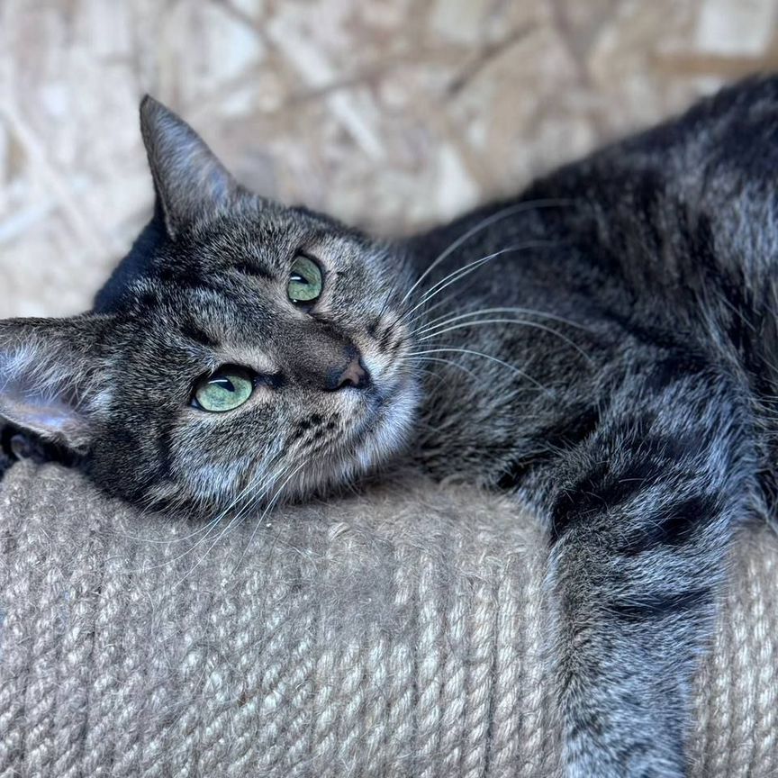 Сия, кошка из приюта ищет дом