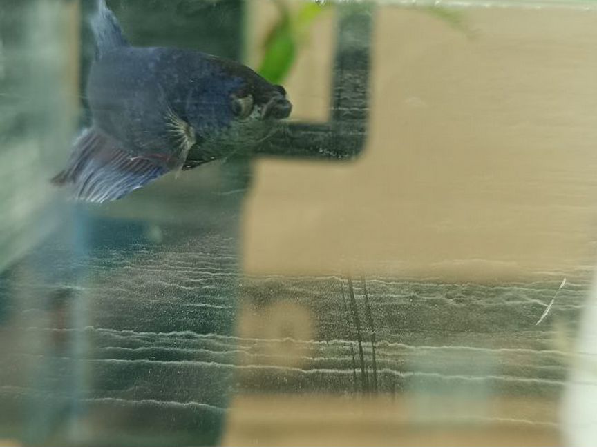 Рыбка петушок самка