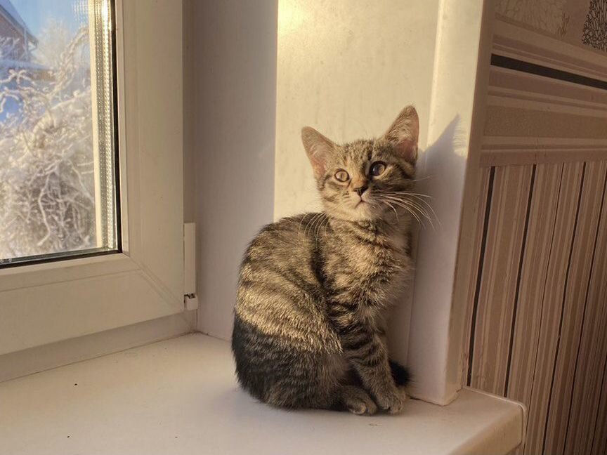 Котенок-девочка в хорошие руки в дар