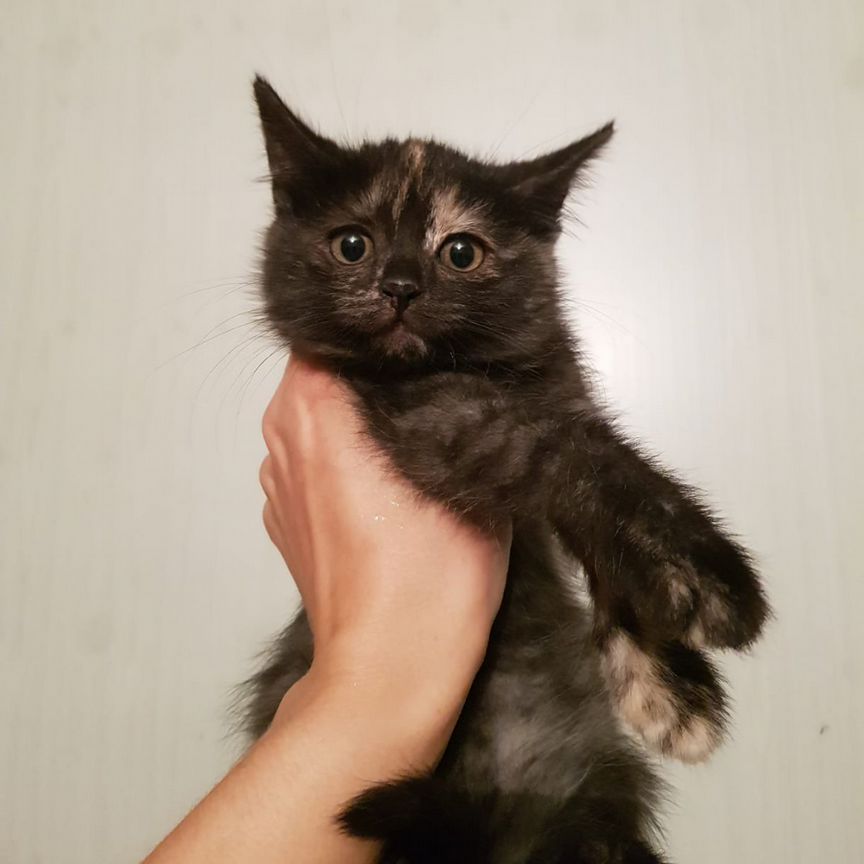 Котенок девочка в добрые руки