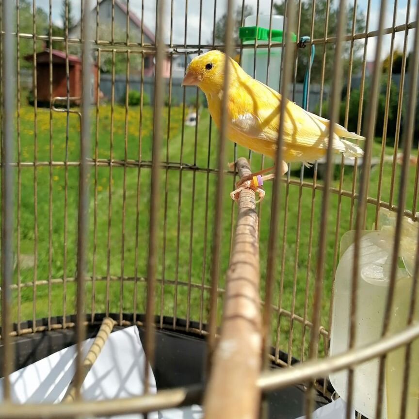 Кенар
