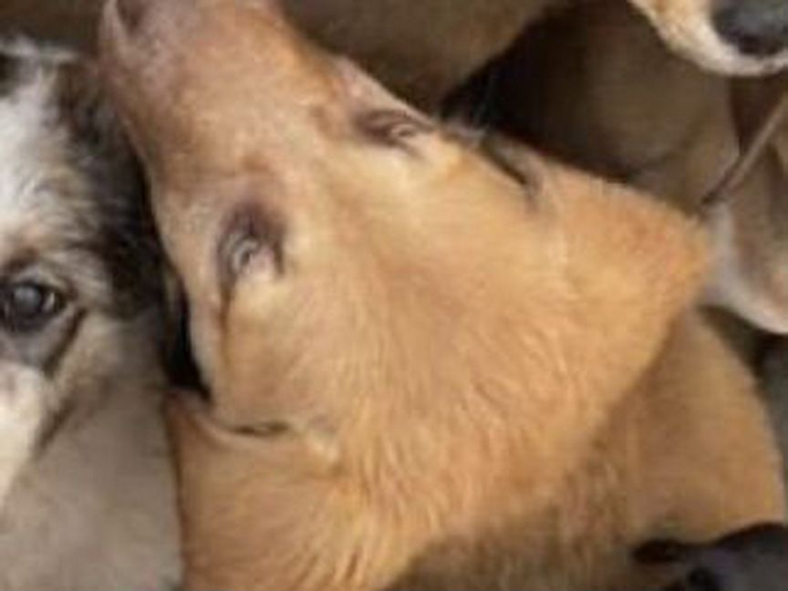 Щенок в добрые руки бесплатно