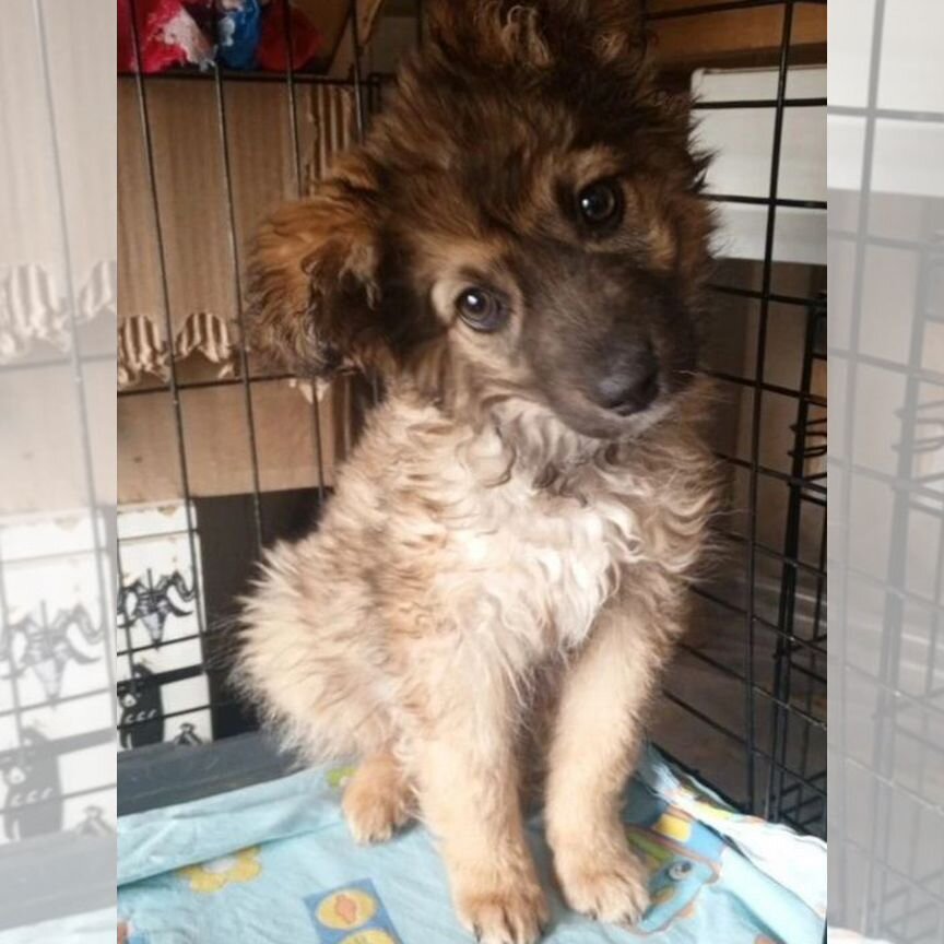 Щенок в добрые руки