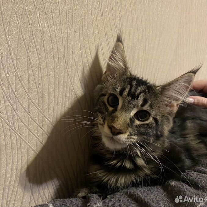 Девочка принцесса