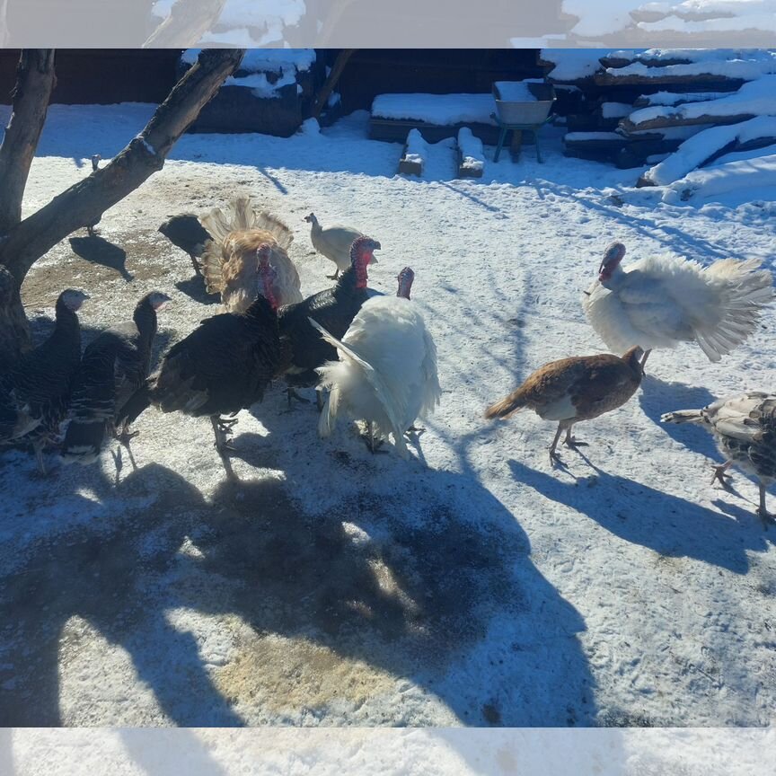 Индюки домашние