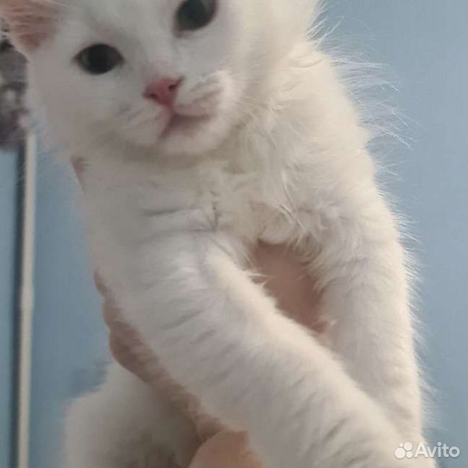Котенок примерно 4 месяца
