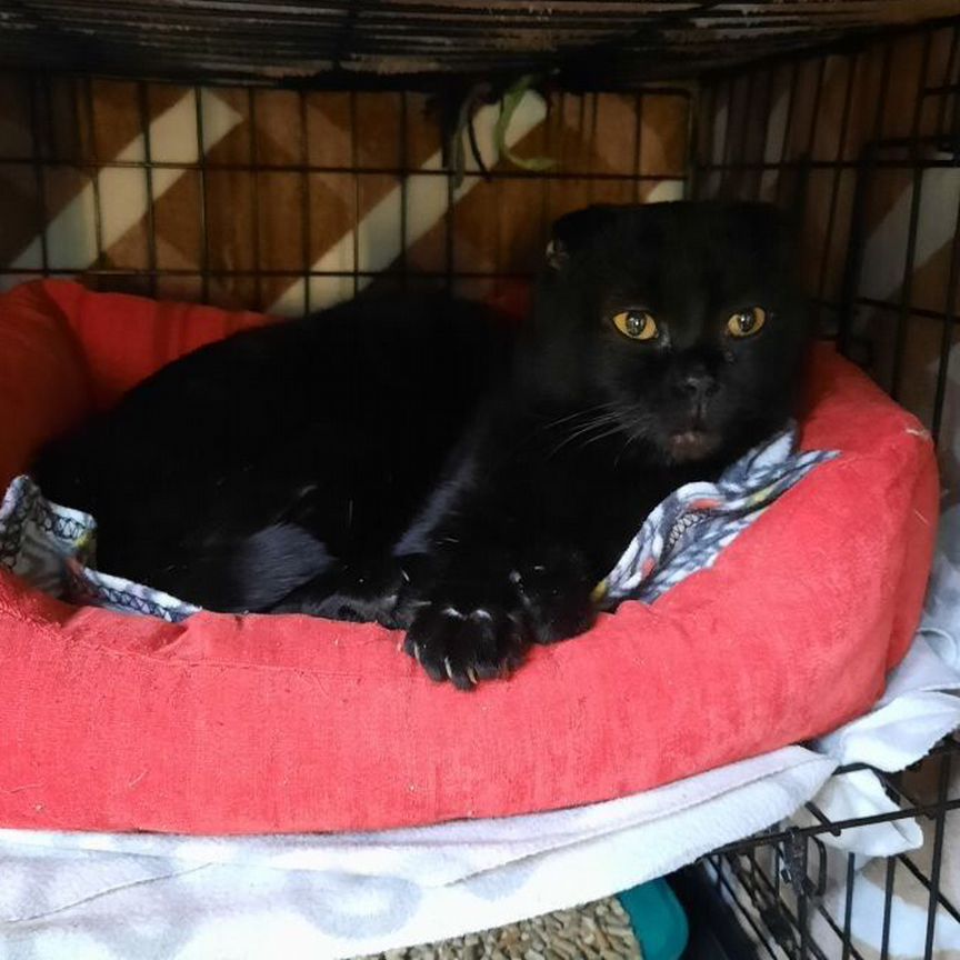 Взрослый кот в добрые руки