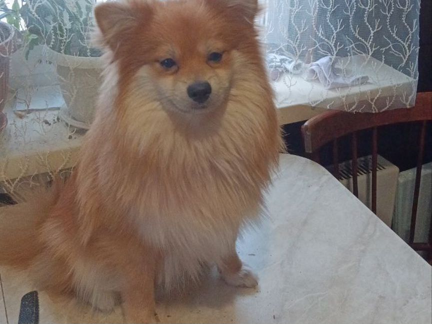 Собака немецкий шпиц