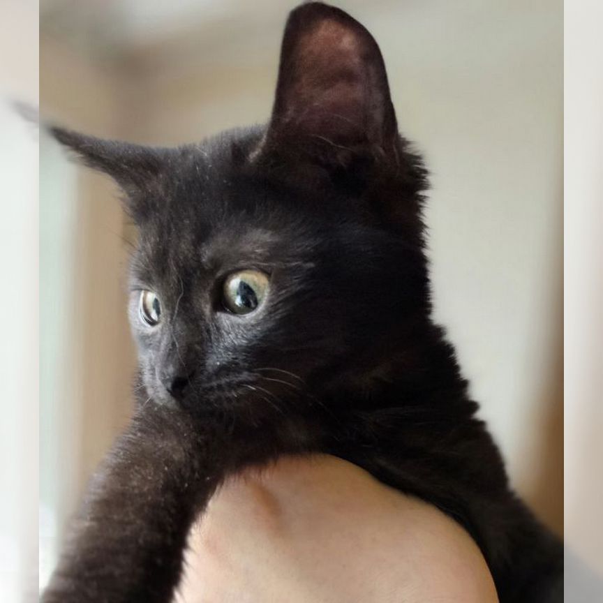 Котёнок в добрые руки