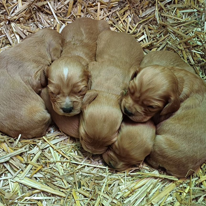 Кокер спаниель