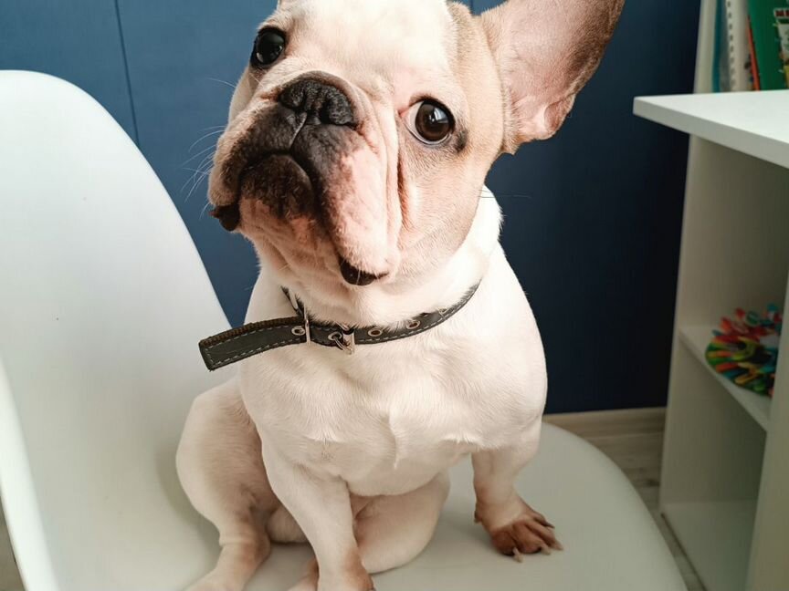 Продам щенка французского бульдога