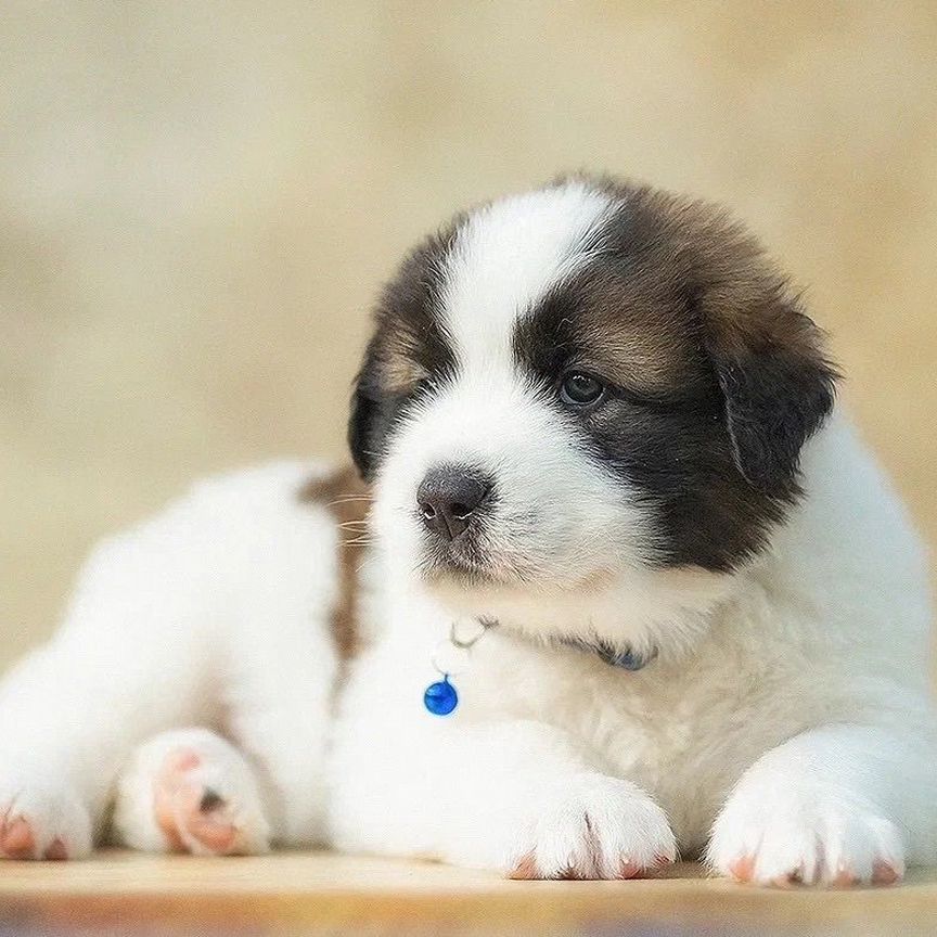 Московская сторожевая