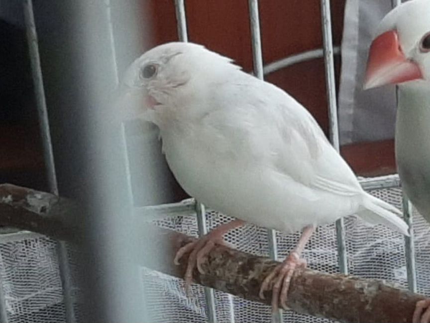 Рисовые амадины