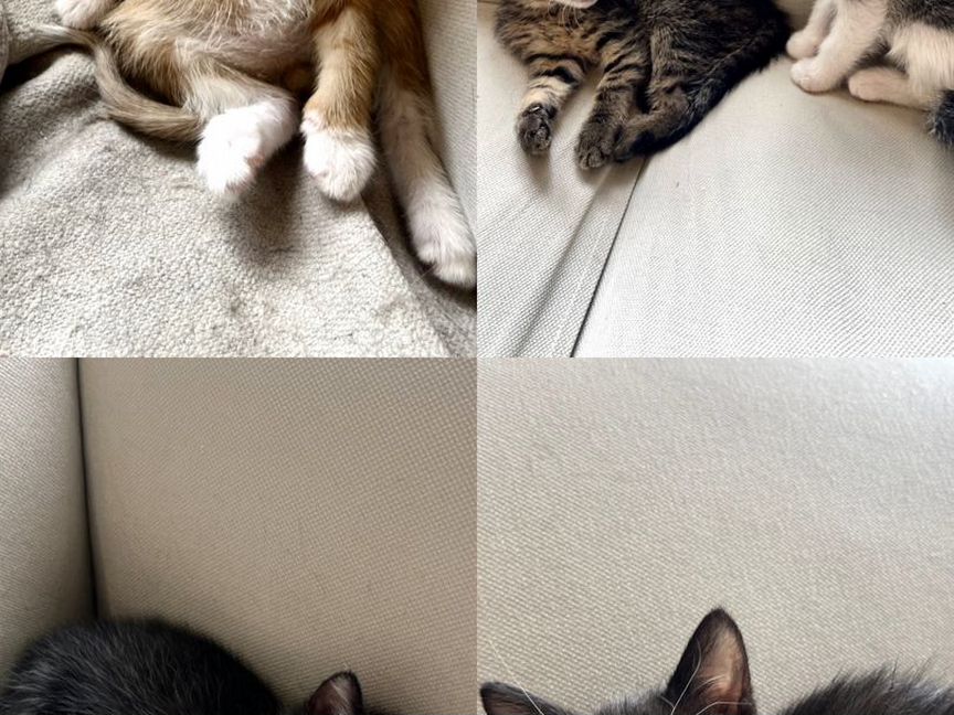 Котята в добрые руки