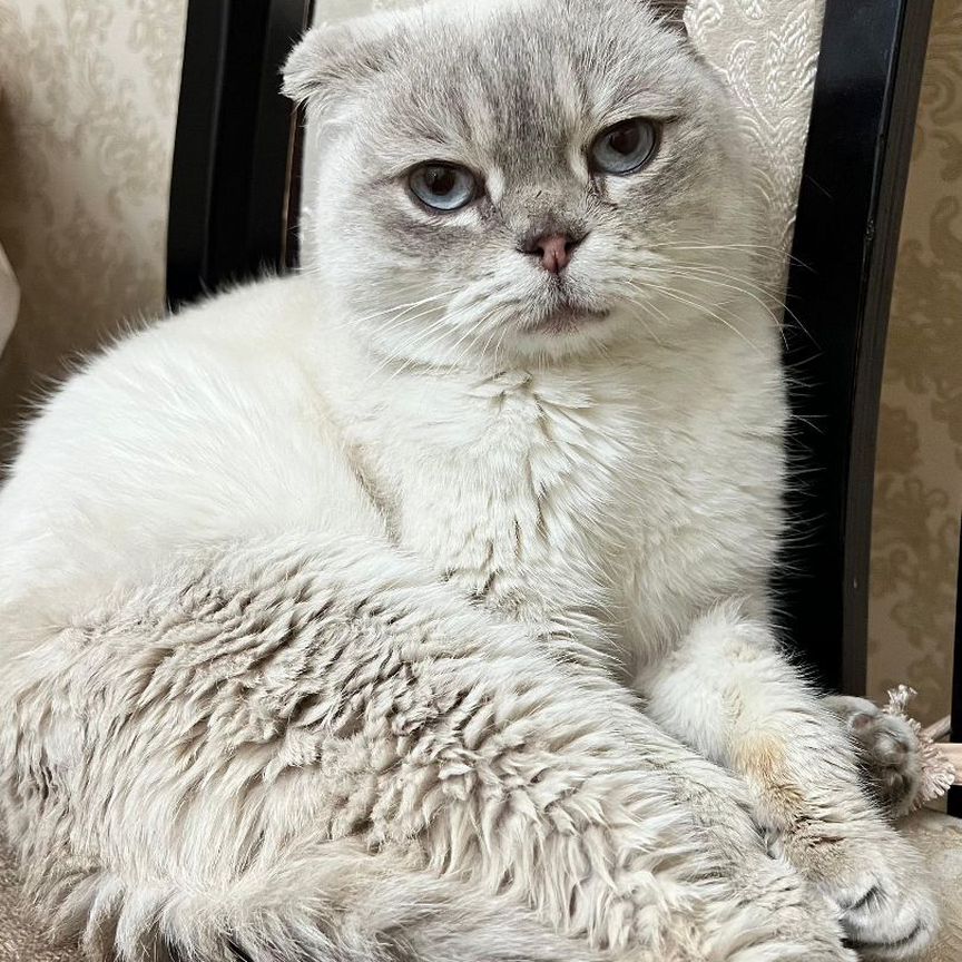 Шотландский кот с голубыми глазами ласковый