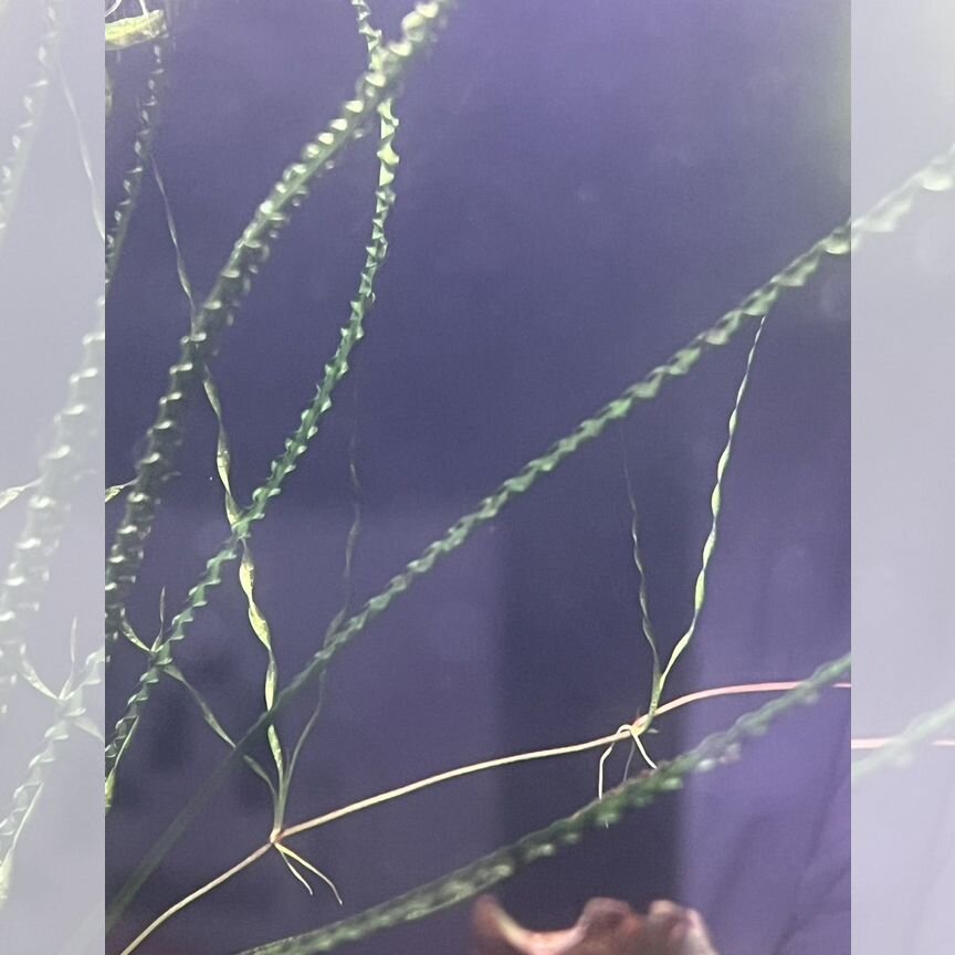 Эхинодорус везувий