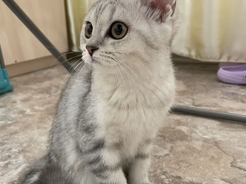Котенок