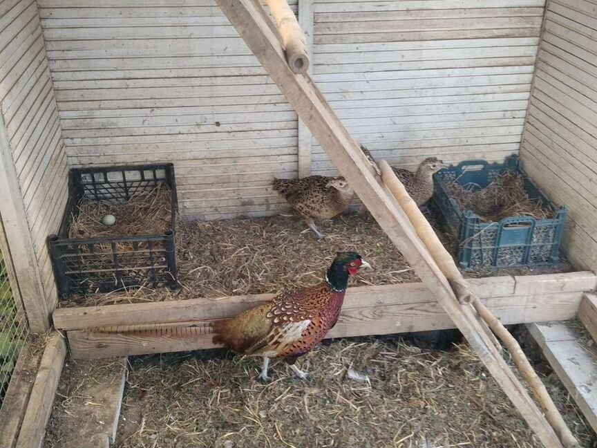 Фазан охотничий