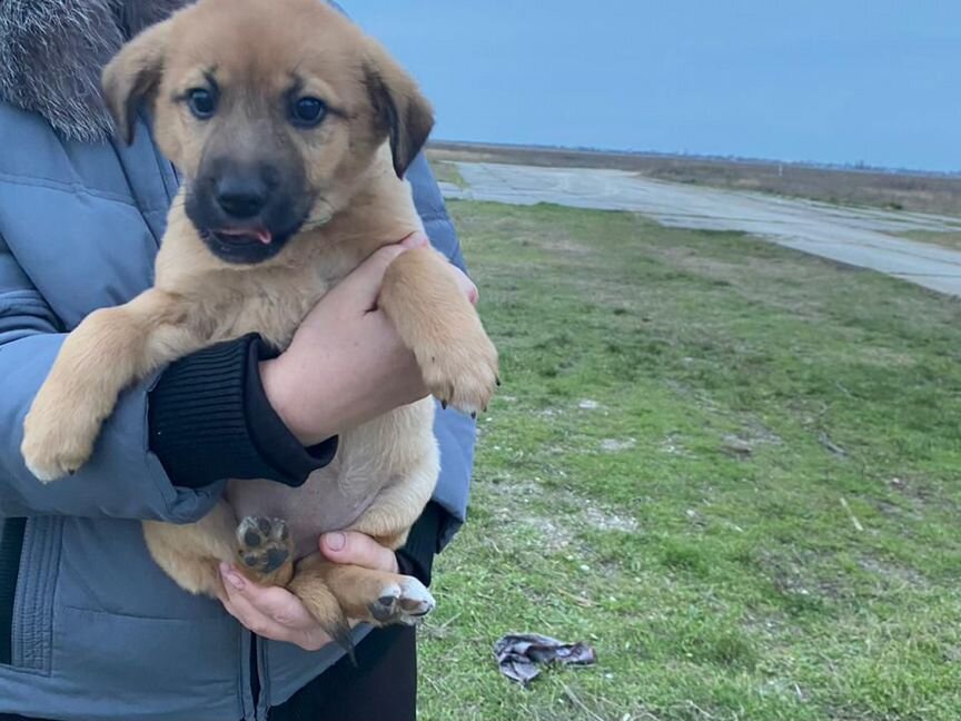 Родезийский риджбек