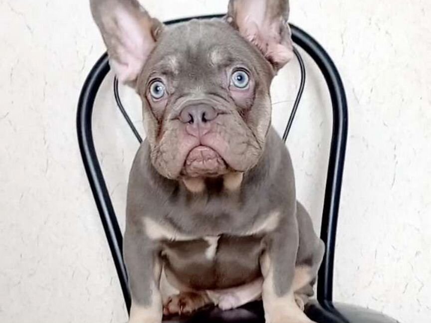 Голубоглазый мальчик лилак тан серебро