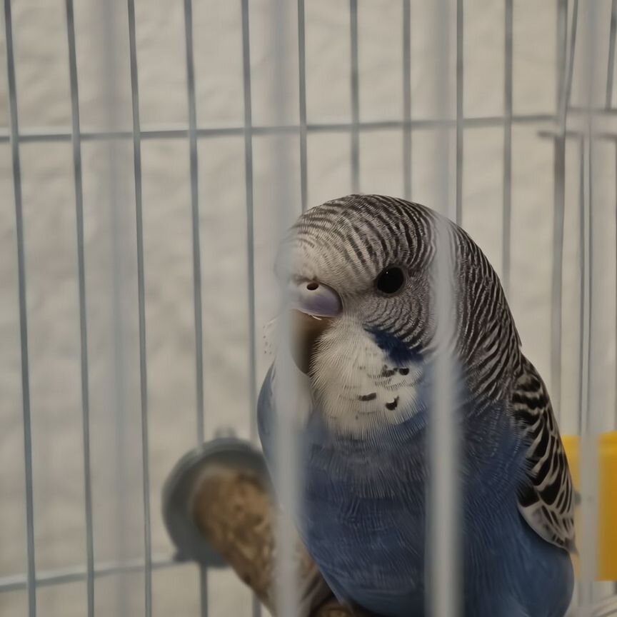 Волнистый попугай