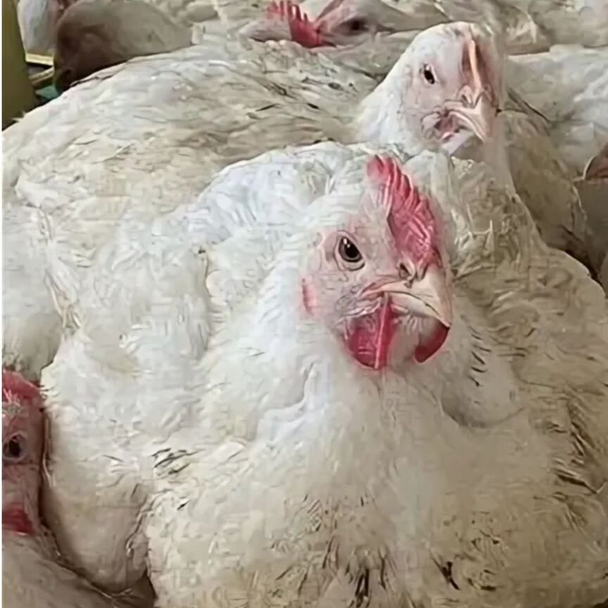 Бройлер 5нед