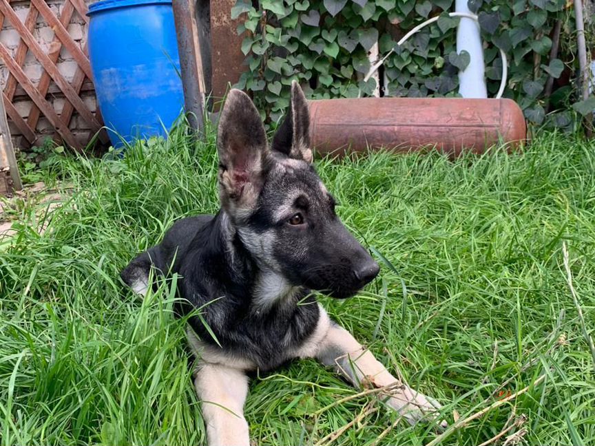 Восточноевропейская овчарка