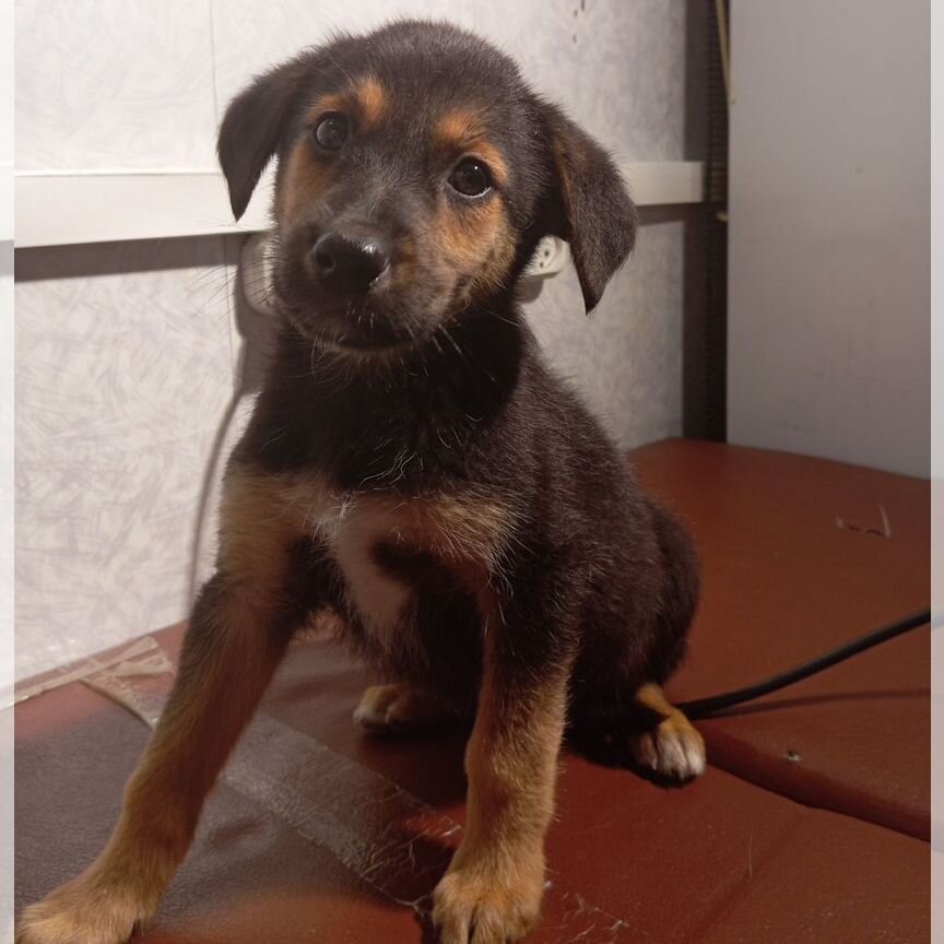 Щенок в добрые руки