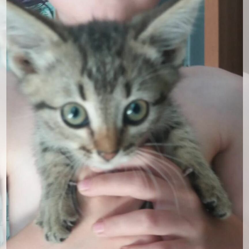 Маленькие кошечки хотят в семью