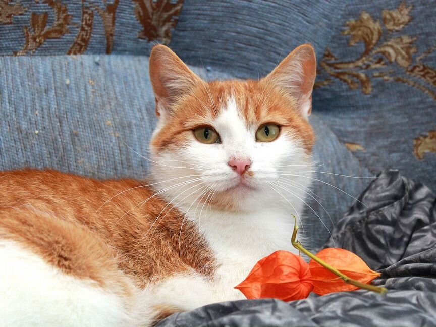 Котенок в добрые руки. Медовая Сонечка