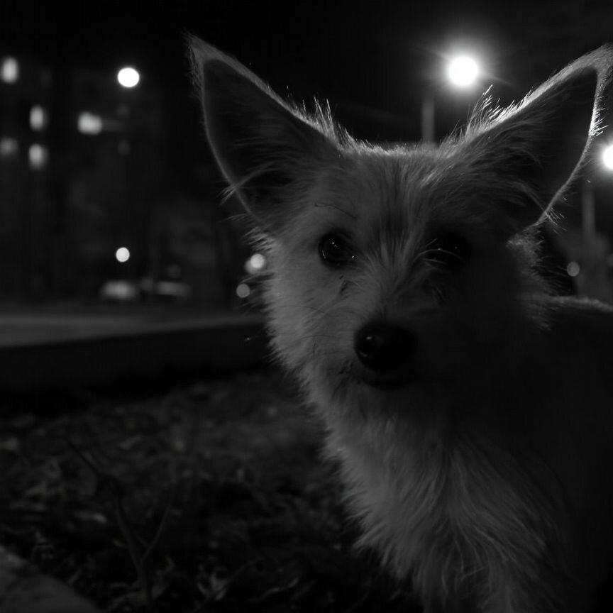 Отдам в добрые руки