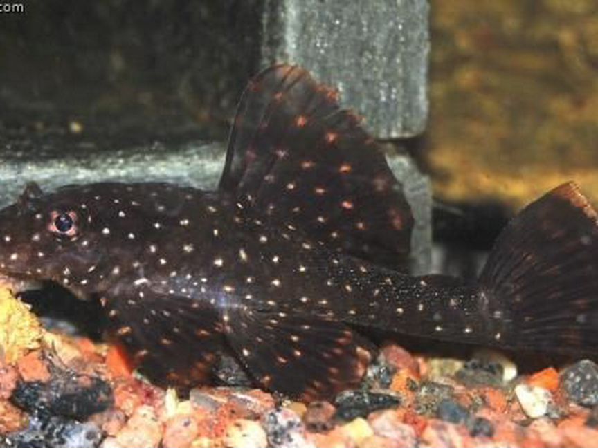 Номерной сом. Анциструс Рио Укаяли