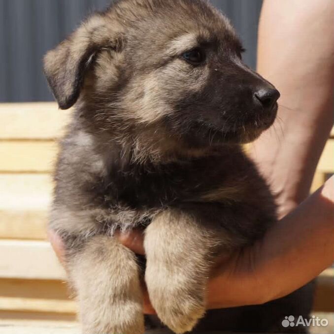 Щенки на пристрой